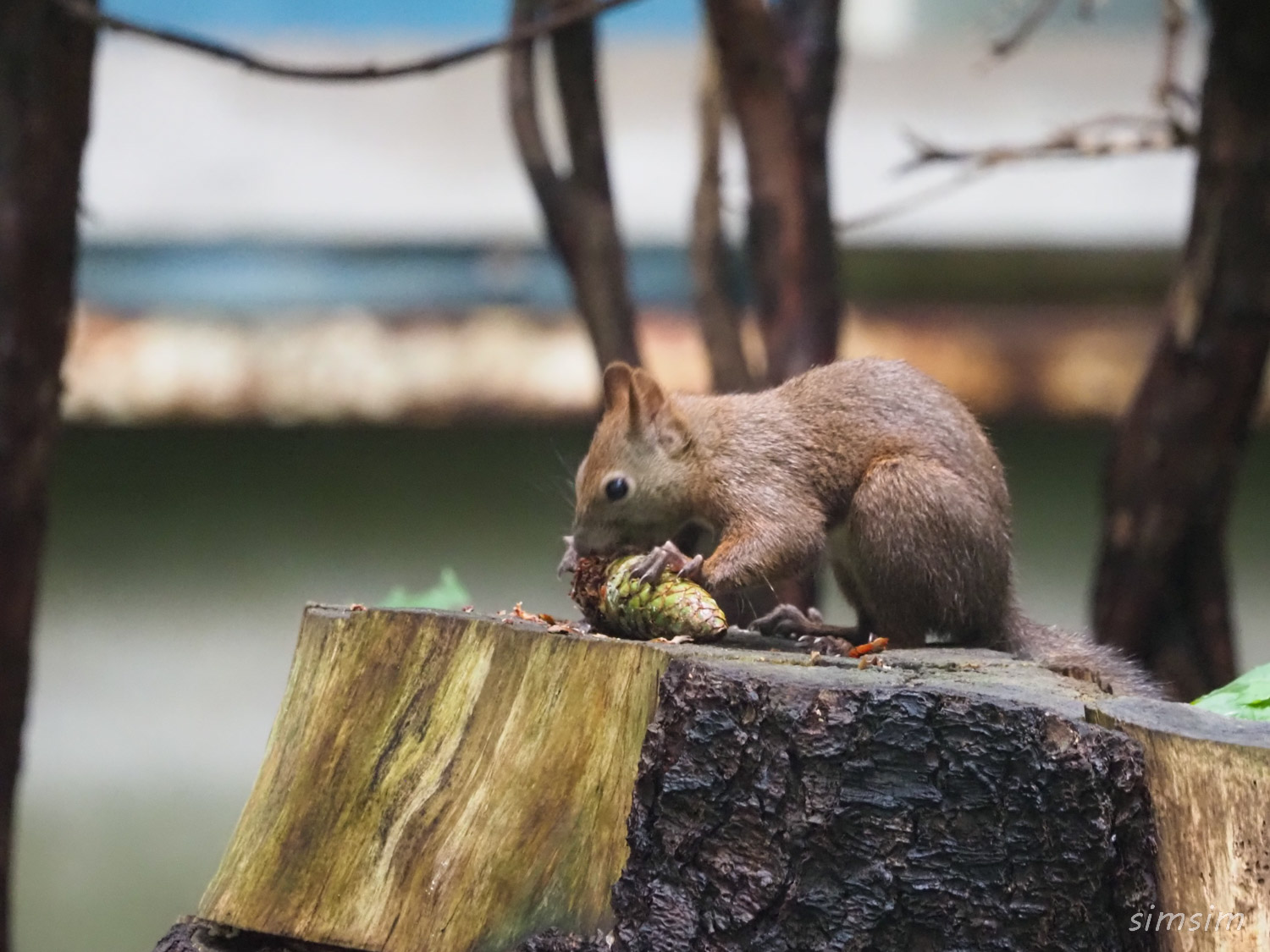 札幌市内の公園でリス探し！エゾリスがクルミを持つ姿は可愛いぞ