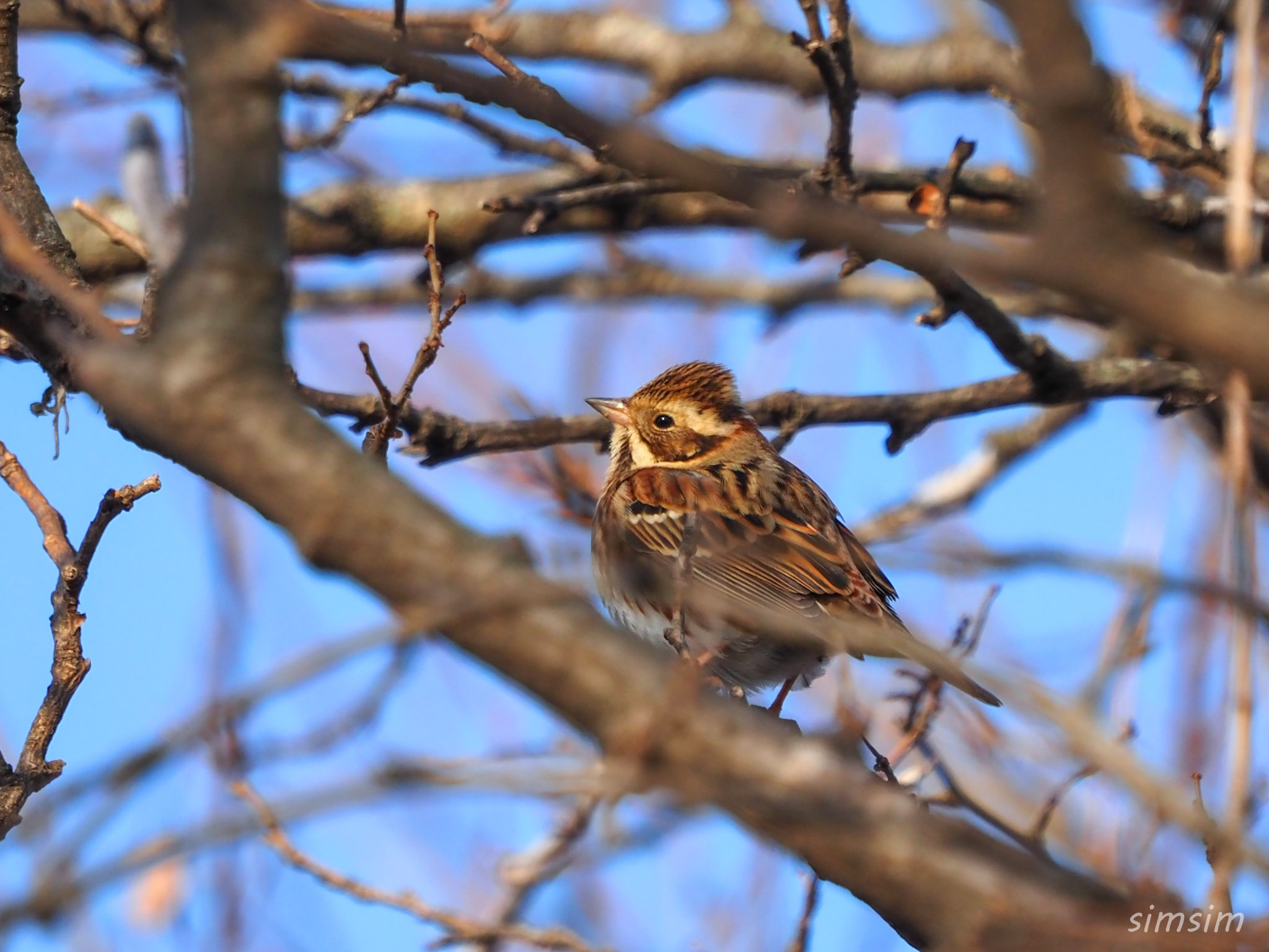 冬の渡良瀬遊水地で野鳥撮影を楽しむ。猛禽類やコウノトリ、ベニマシコなどいろいろ出会える！
