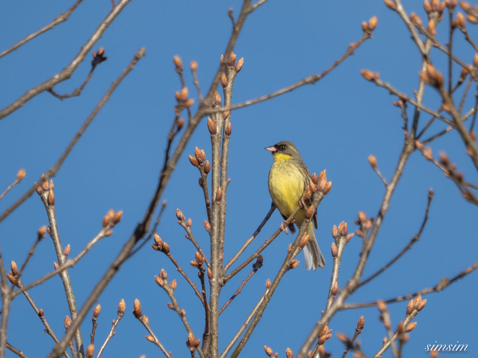 赤城山山麓で春の山の探鳥を楽しむ！撮れた野鳥の種類は少なかったけど探鳥スポットはいろいろある場所だった