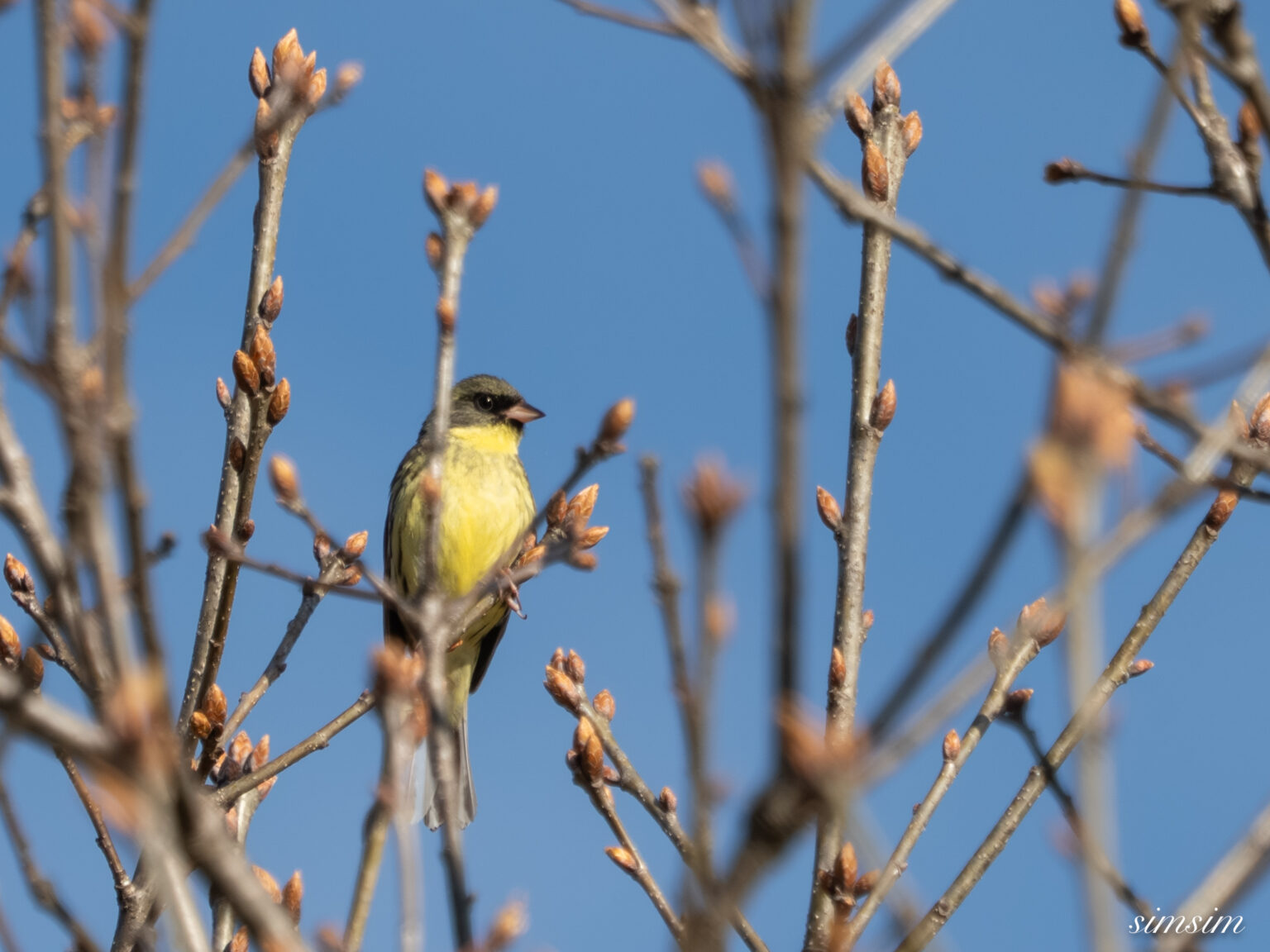 赤城山山麓で春の山の探鳥を楽しむ！撮れた野鳥の種類は少なかったけど探鳥スポットはいろいろある場所だった
